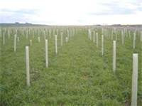 2" Corrugated Tree Protectors – Valley Landscape Supply